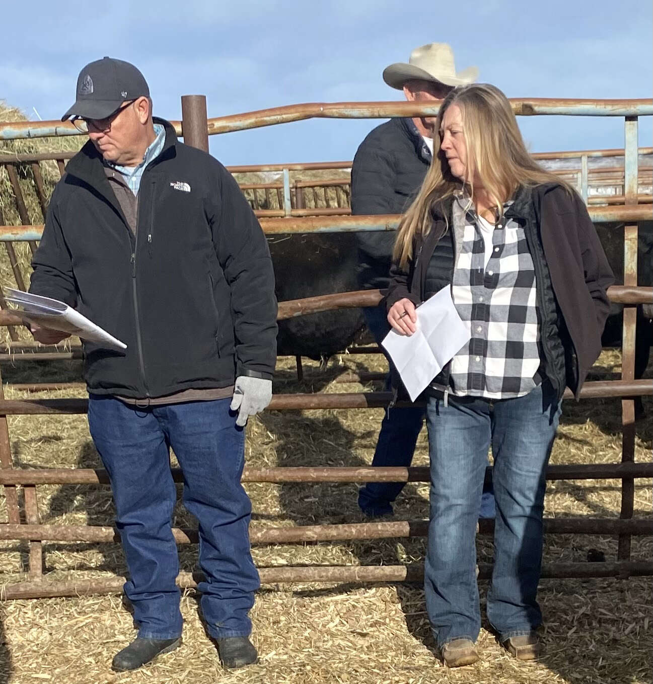 Redland Angus ‘Range Calved Range Raised’ AGE ADVANTAGED CALVING EASE ...