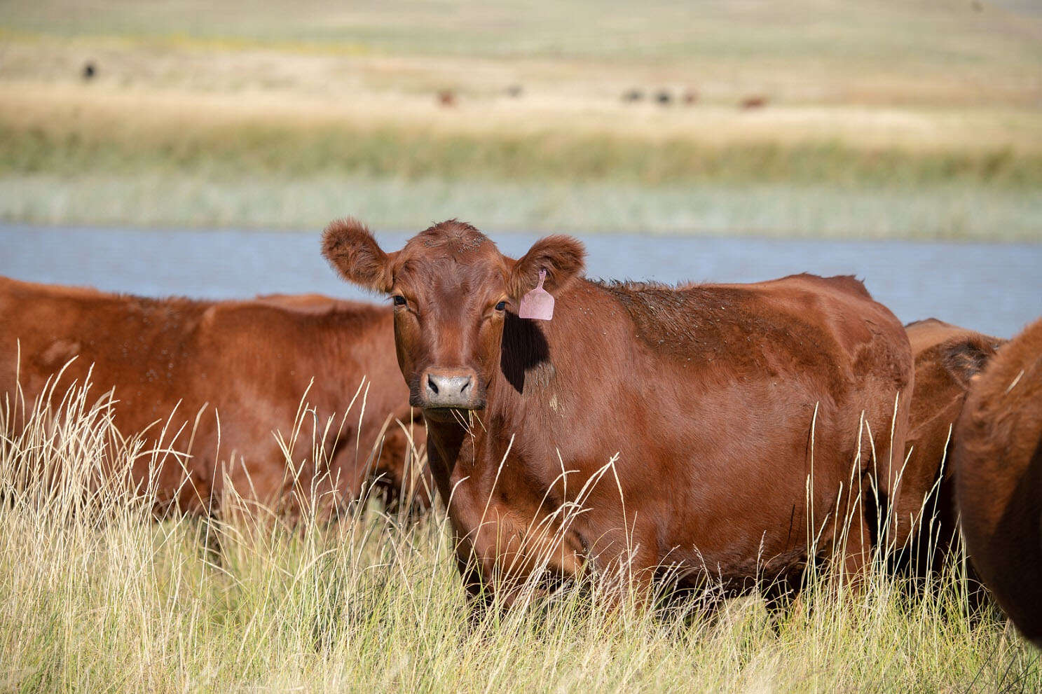 Developing Heifers to Fit Their Production Environment | TSLN.com