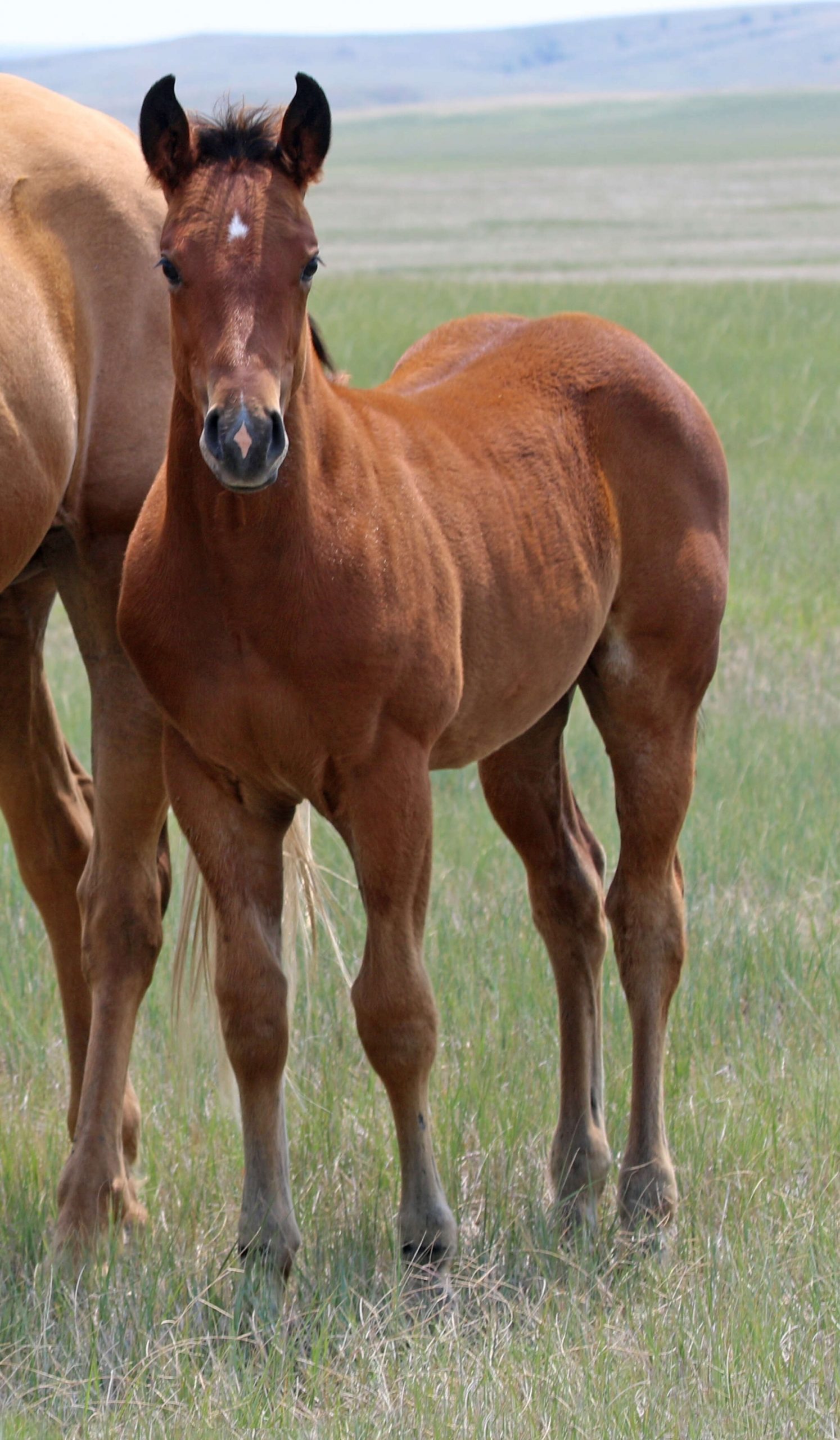 Open Box Rafter Ranch Quarter Horse Performance Sale | TSLN.com