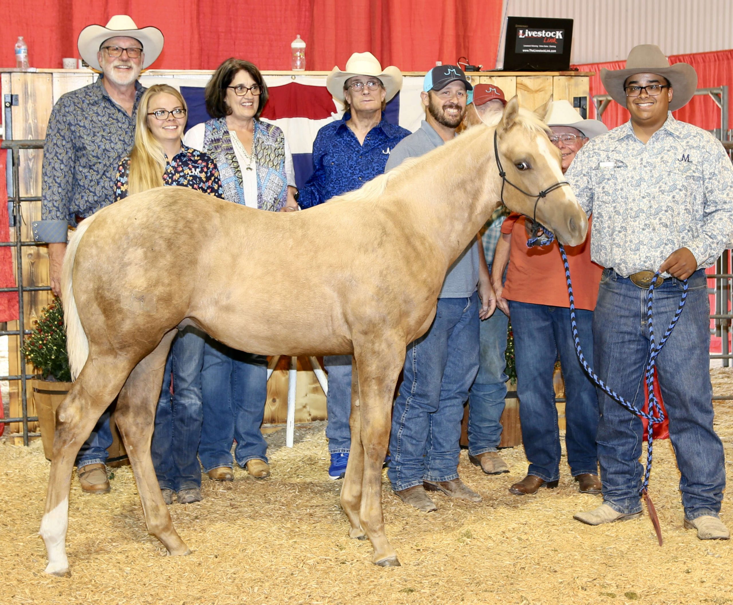 Open Box Rafter Ranch Quarter Horse Performance Sale | TSLN.com