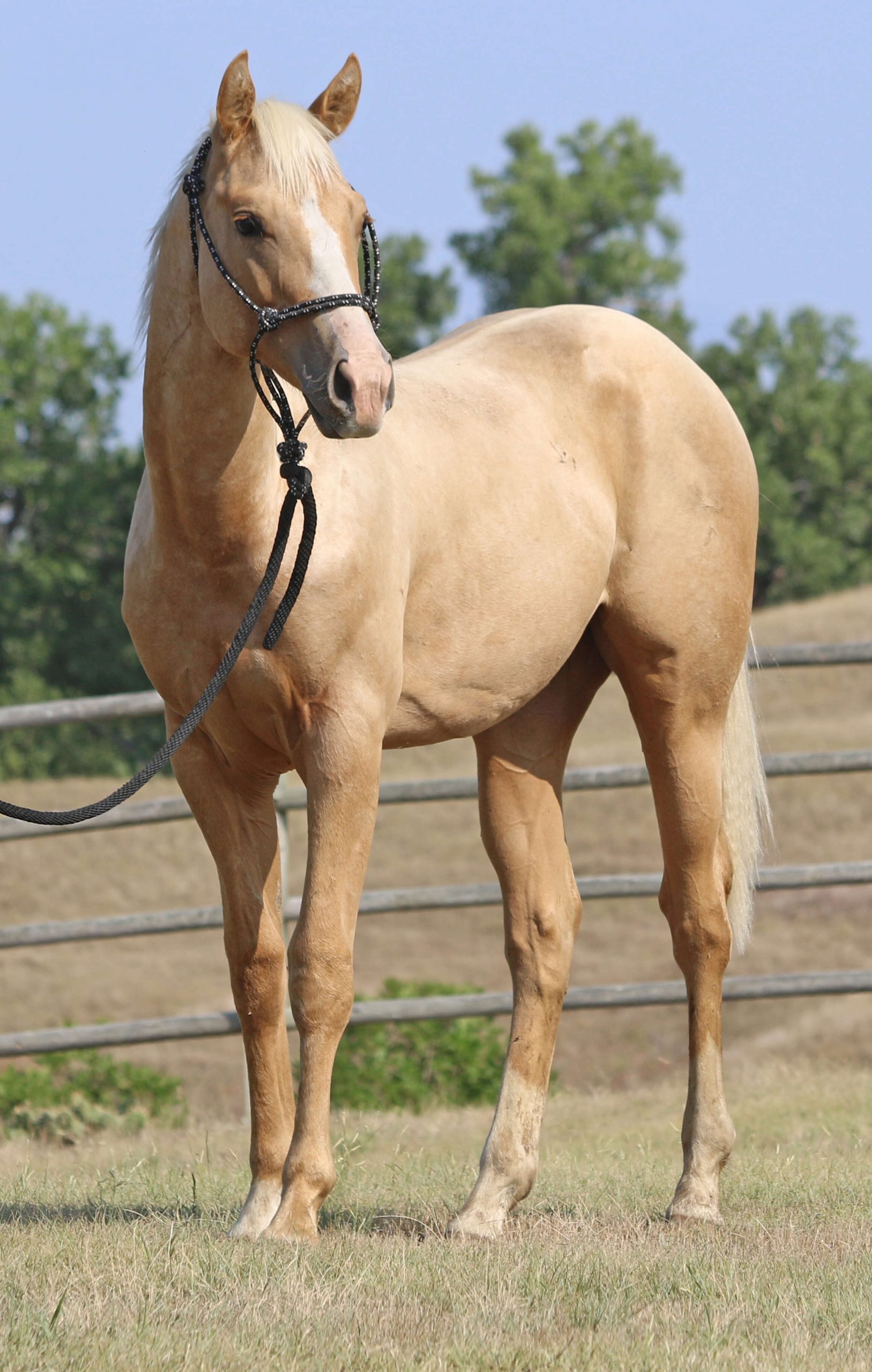 Open Box Rafter Ranch Quarter Horse Performance Sale | TSLN.com