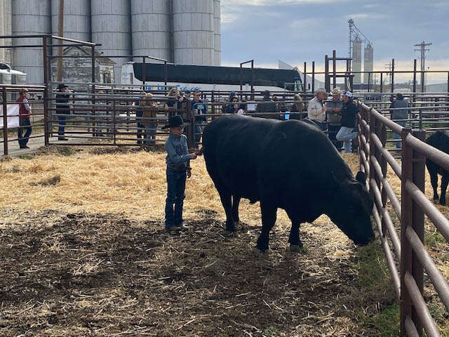 Montana Angus Tour | TSLN.com