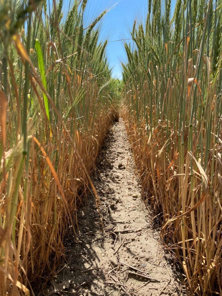 Harvest Drought-stressed Small Grains as Forage | TSLN.com