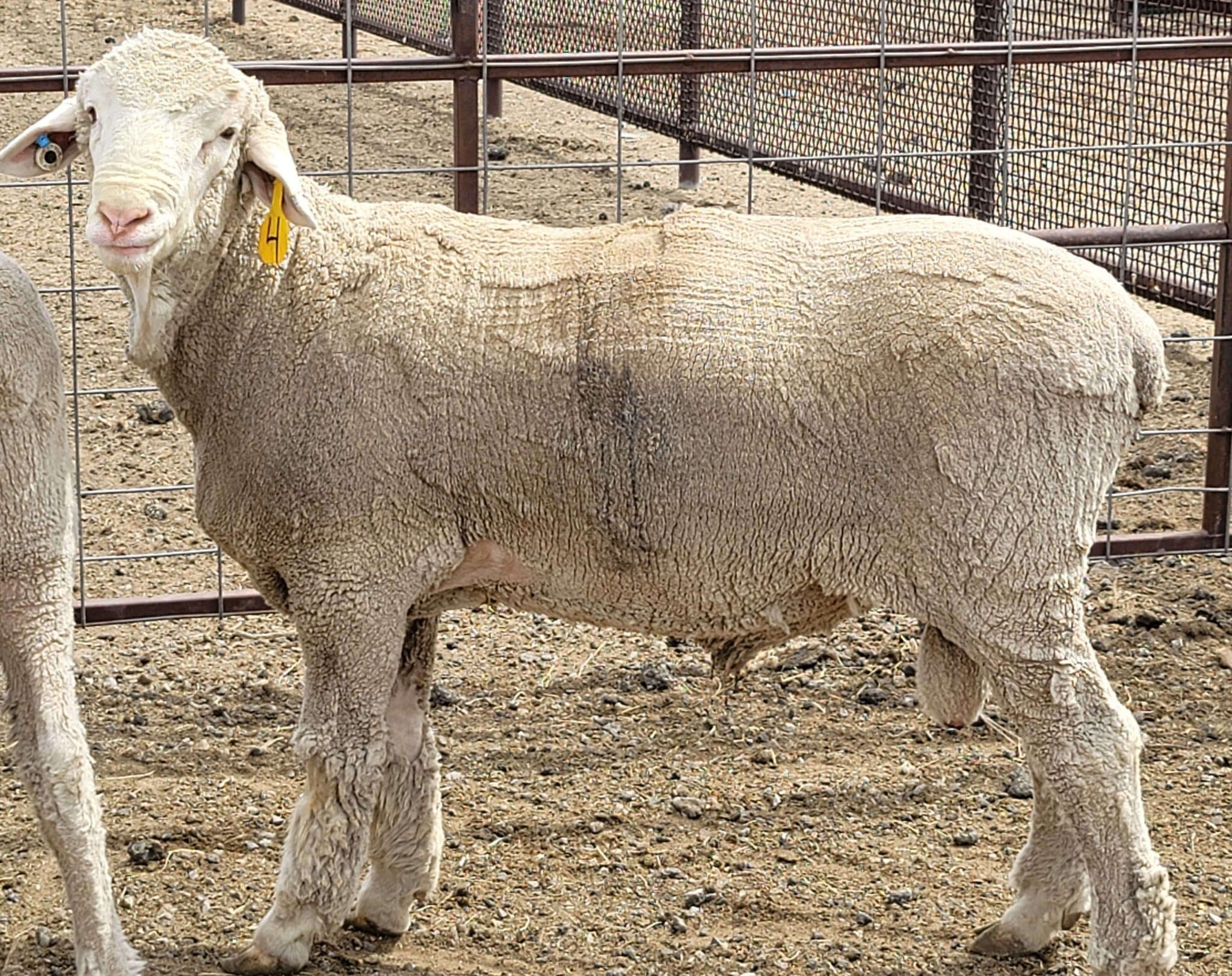 Columbia Ram Tops 2020-21 WY Ram Test and Achieves CSBA Certified Ram ...