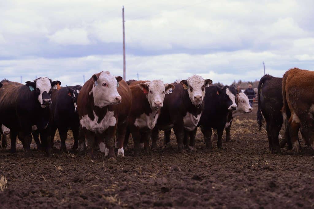 Youth see steers in Hereford Fed Steer Shootout Field Day | TSLN.com