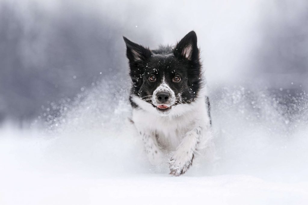 How Cold Is Too Cold for Dogs? | TSLN.com