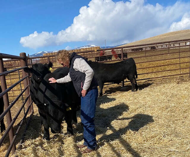 SITZ Angus 19th Annual Spring Bull Sale | TSLN.com