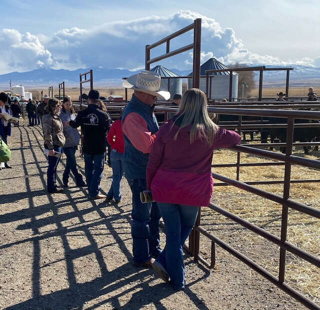 SITZ Angus 19th Annual Spring Bull Sale | TSLN.com