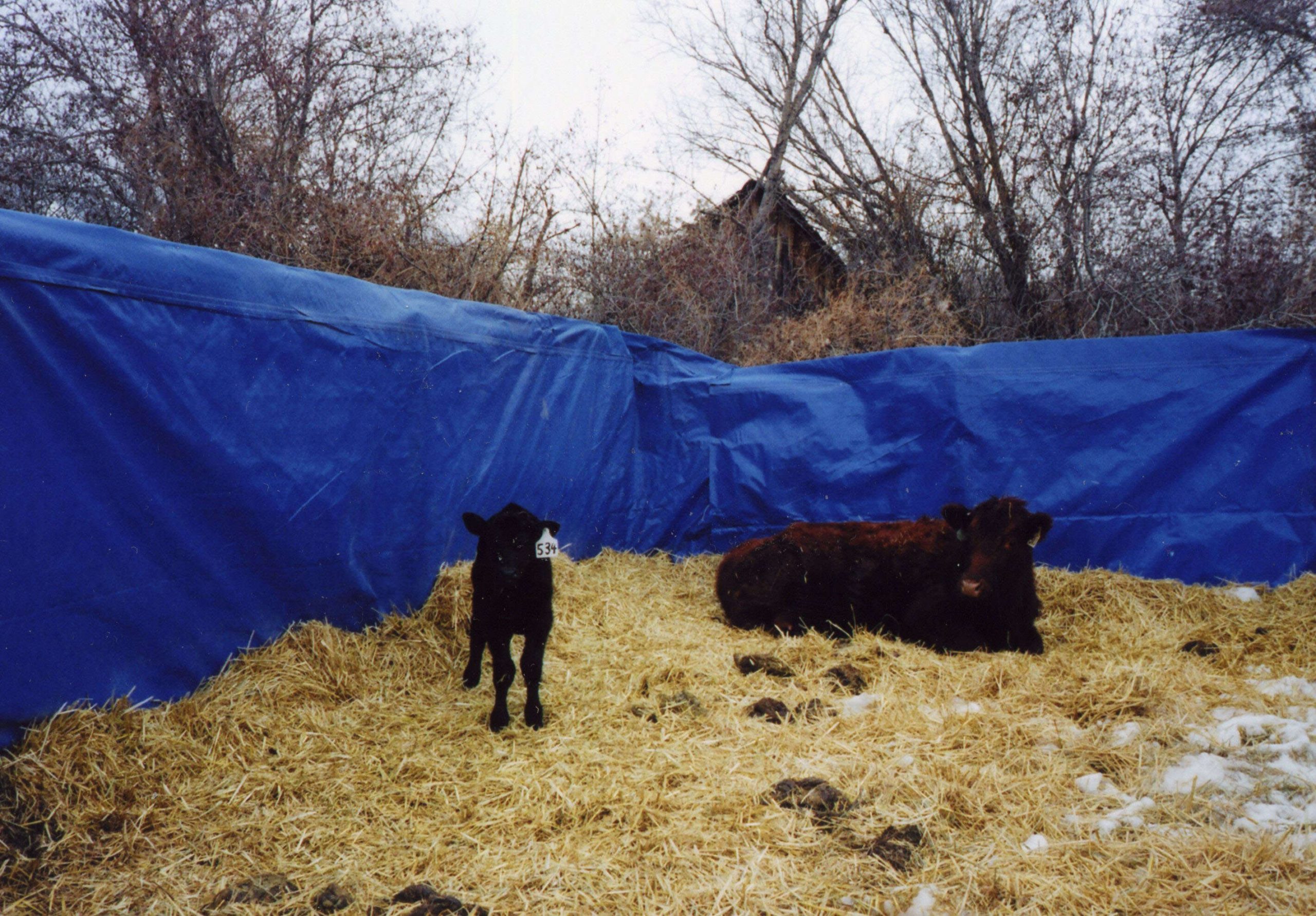 Preventing and Treating Frostbite in Baby Calves | TSLN.com