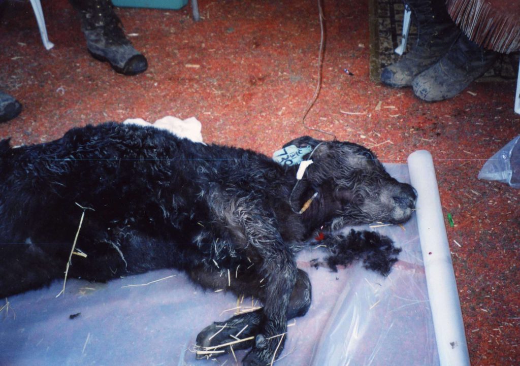 Warming a Cold Calf with Fluid | TSLN.com