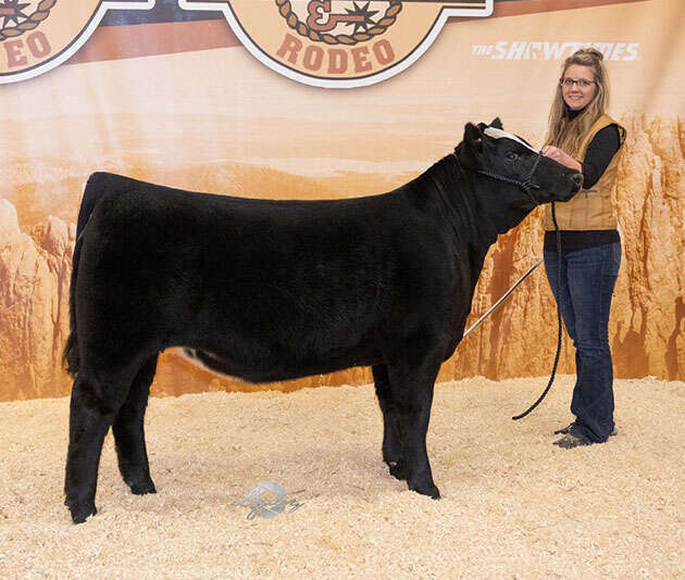 BHSS Maine Anjou Sale and Show | TSLN.com