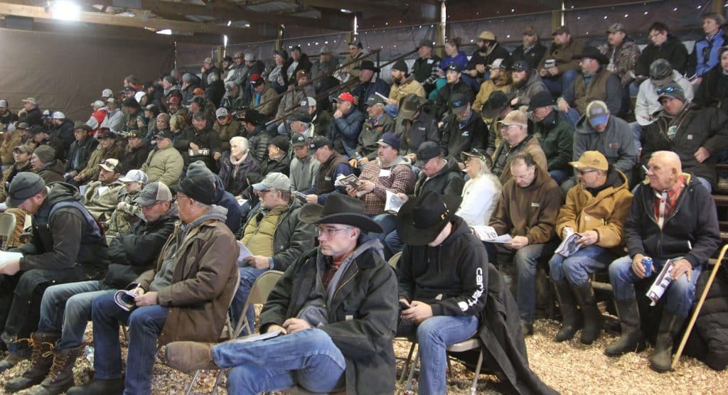 Raven Angus Annual Production Sale | TSLN.com