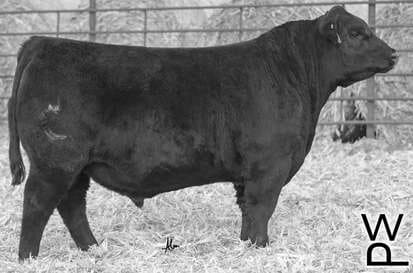 Poss Angus | TSLN.com