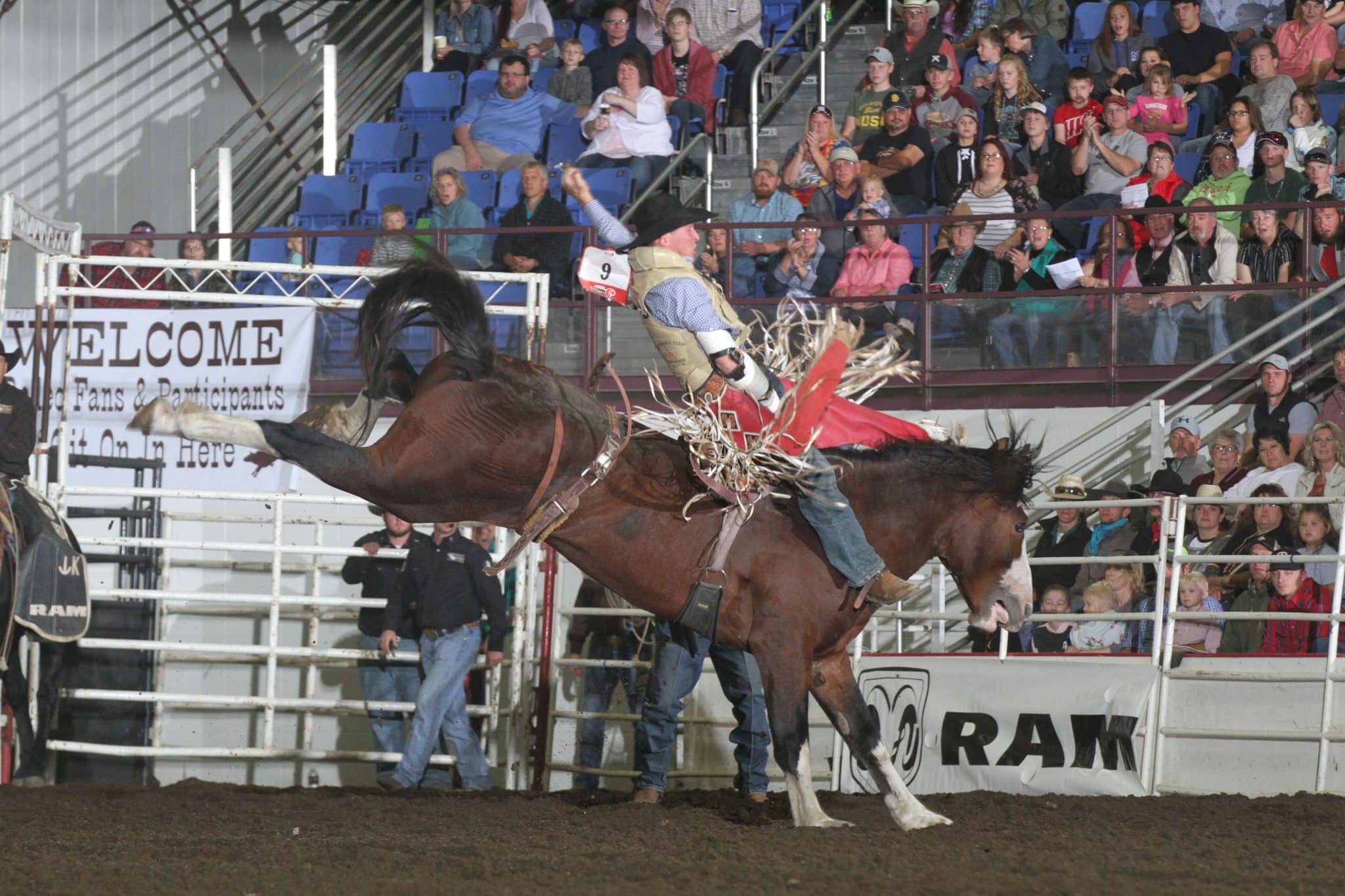 60 Animals to sell: Black Hills Stock Show Bucking Horse and Bull Sale ...