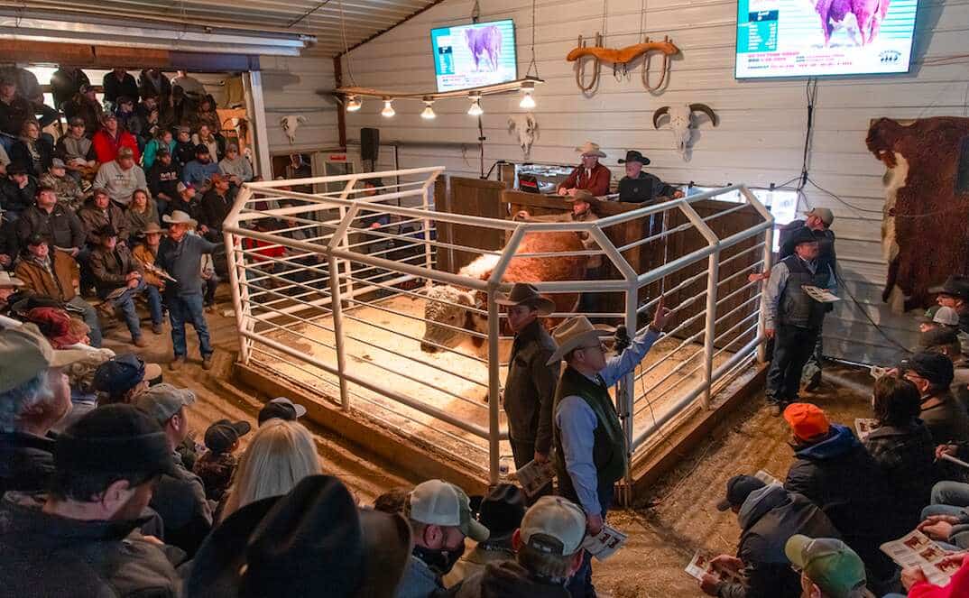 Sale Report: Van Newkirk Herefords | TSLN.com