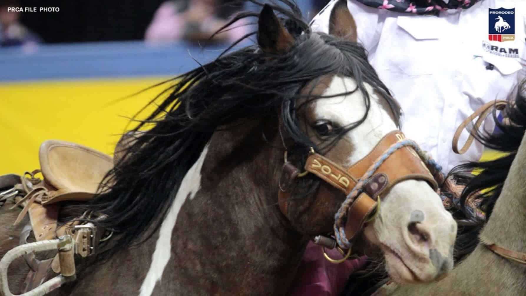 Vold Rodeo Company’s Painted Valley dies | TSLN.com