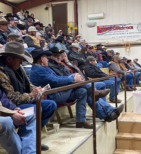 Edgar Brother Angus 2-year-Old Bull sale | TSLN.com