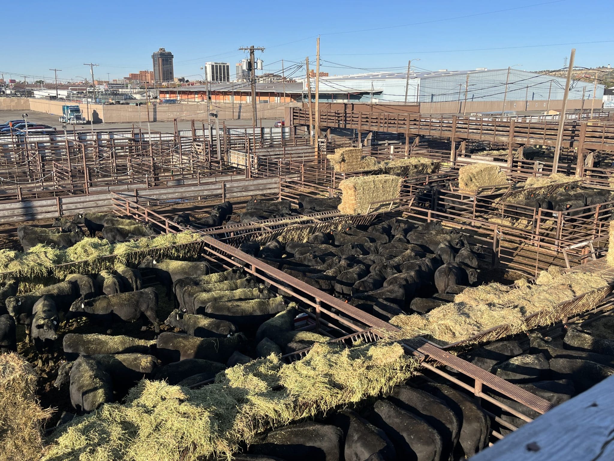 Montana Angus Female Bonanza XIX “The Sale With a Program” | TSLN.com