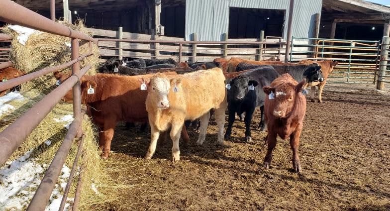 NDSU Extension offers considerations for backgrounding calves | TSLN.com