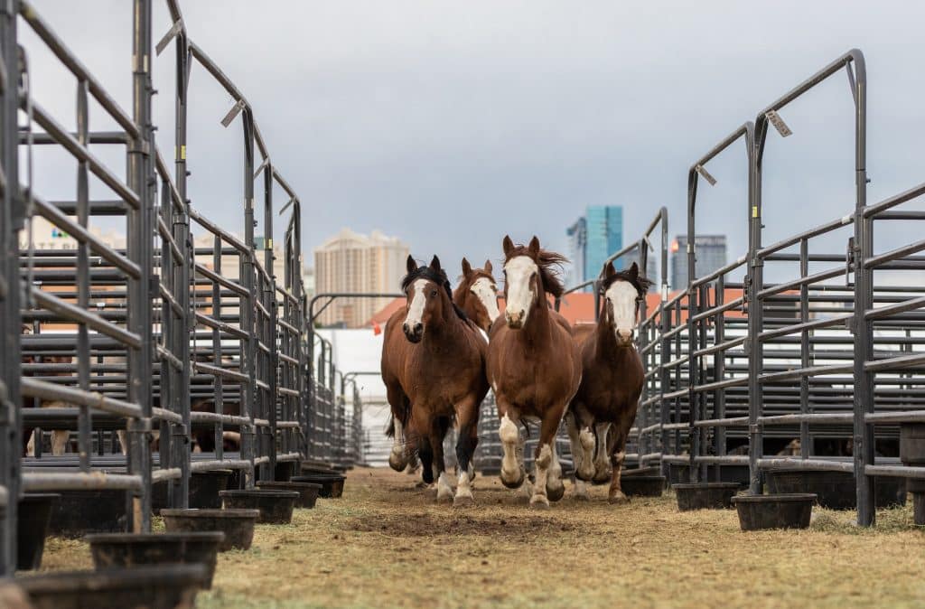 Special treatment: Wrangler NFR animals get optimum care as they stay ...