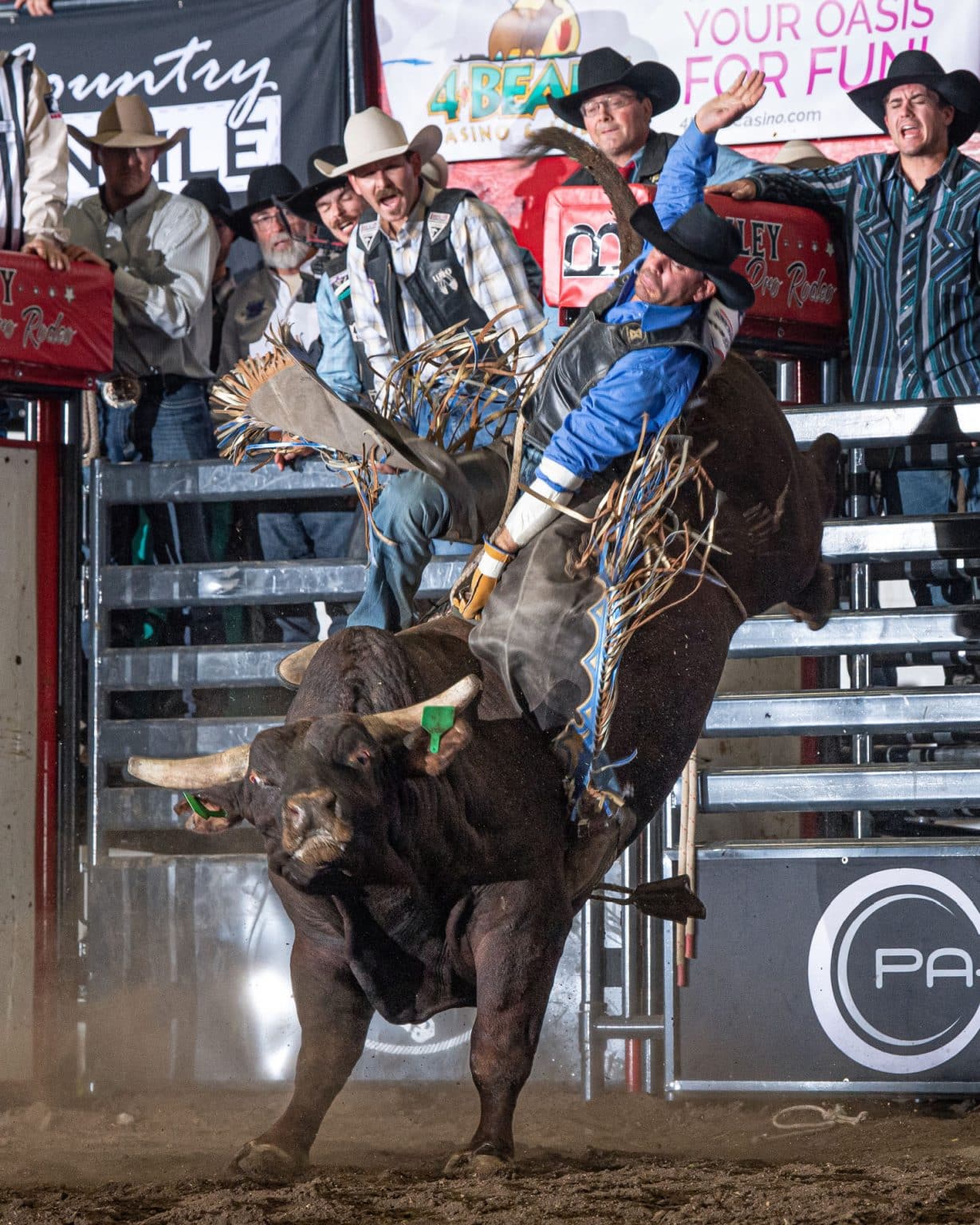 FROM GOOD STOCK: Bucking horses, bulls selected as winners for Pro ...