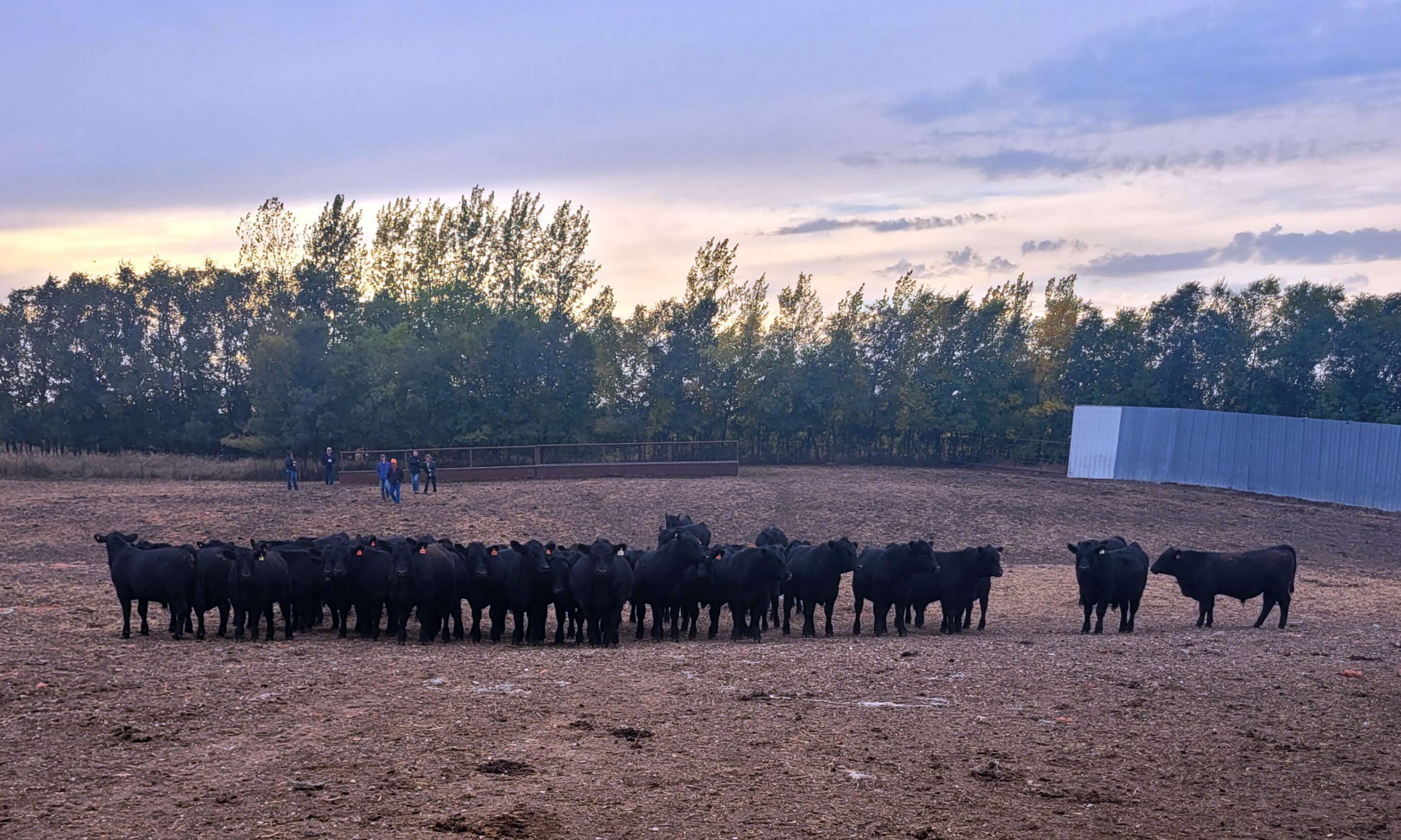 North Dakota Stockmen’s hosts all breeds cattle tour | TSLN.com
