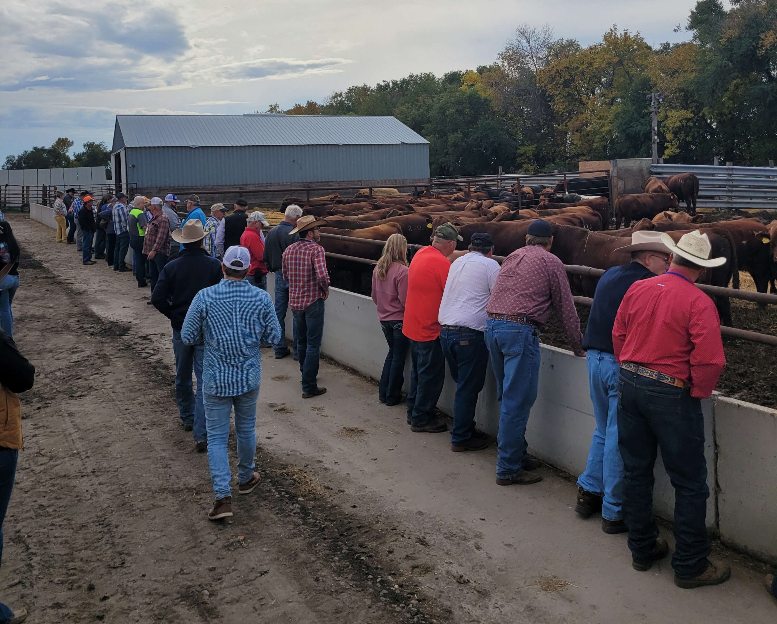North Dakota Stockmen’s hosts all breeds cattle tour | TSLN.com