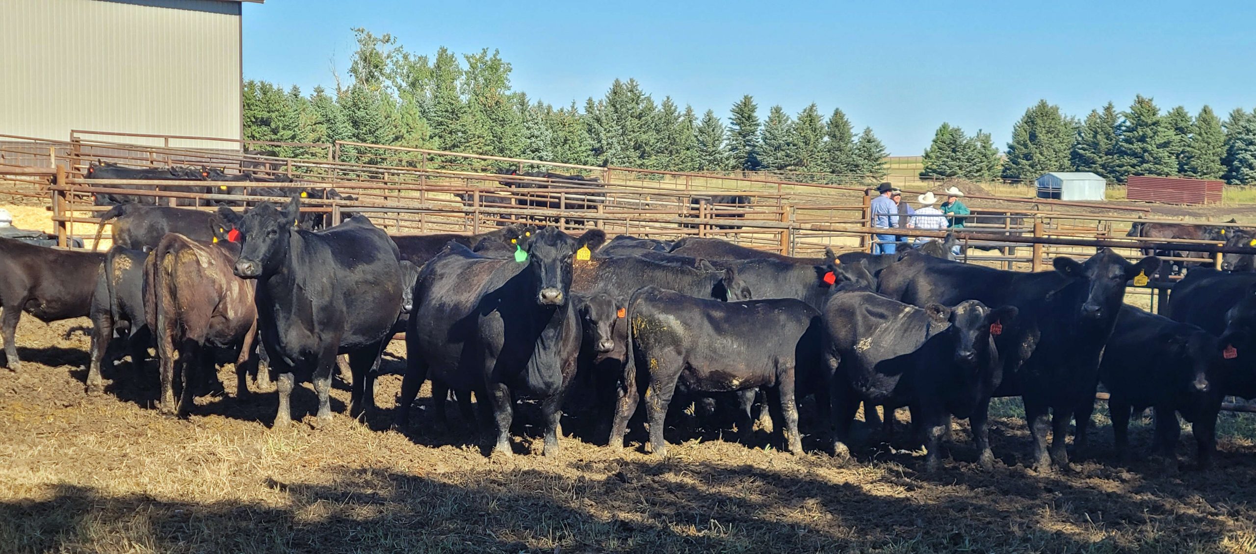 North Dakota Fall Angus Tour held Sept. 17-19 | TSLN.com