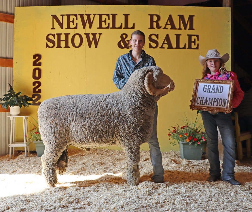 Rambouillet breed takes top honors at Newell Ram Show and Sale | TSLN.com