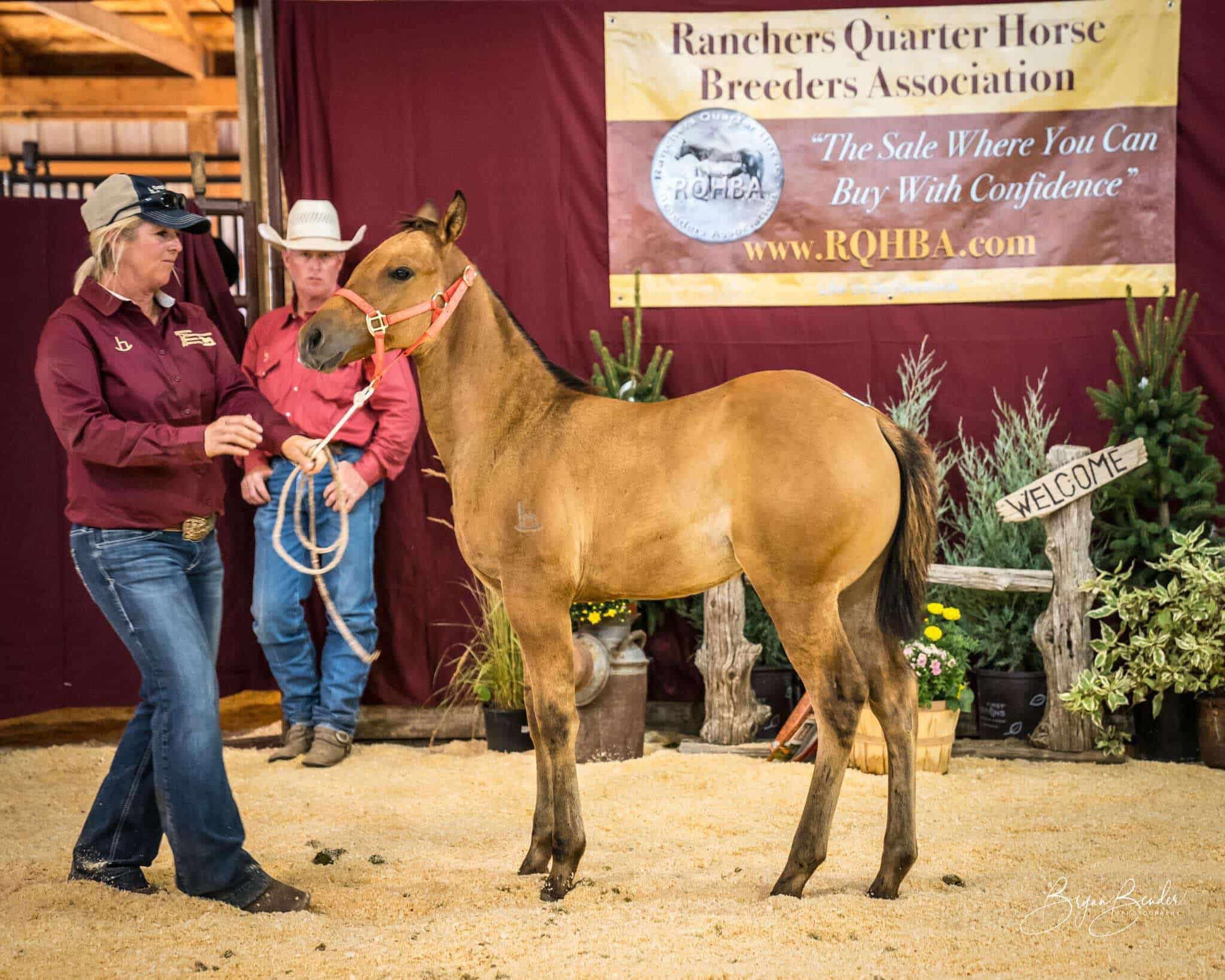 RQHBA Quarter Horse Futurity and Production Sale | TSLN.com