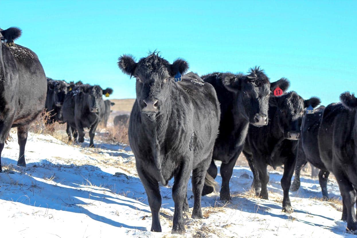Helping Cows Cope with Cold Stress | TSLN.com