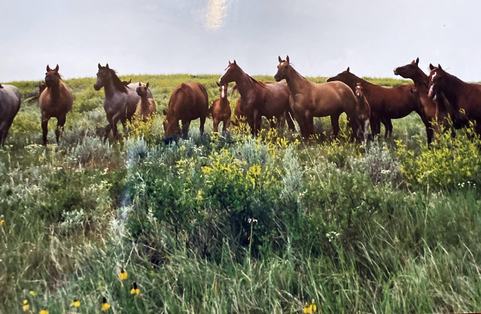 SDQHA 75 year breeder: Gene and Fay Reeves | TSLN.com