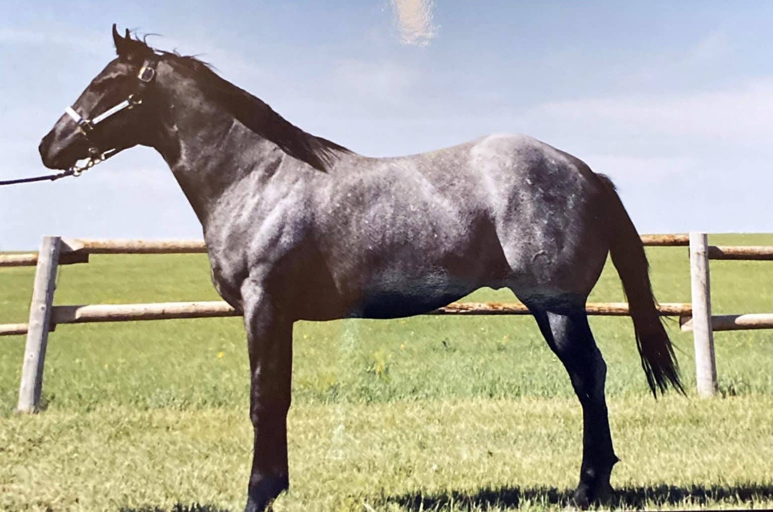 SDQHA 75 year breeder: Gene and Fay Reeves | TSLN.com