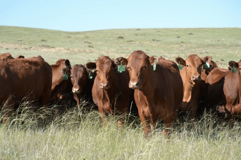 Maternalizer Moneymakers: Maddux Cattle Company focuses on maximizing ...