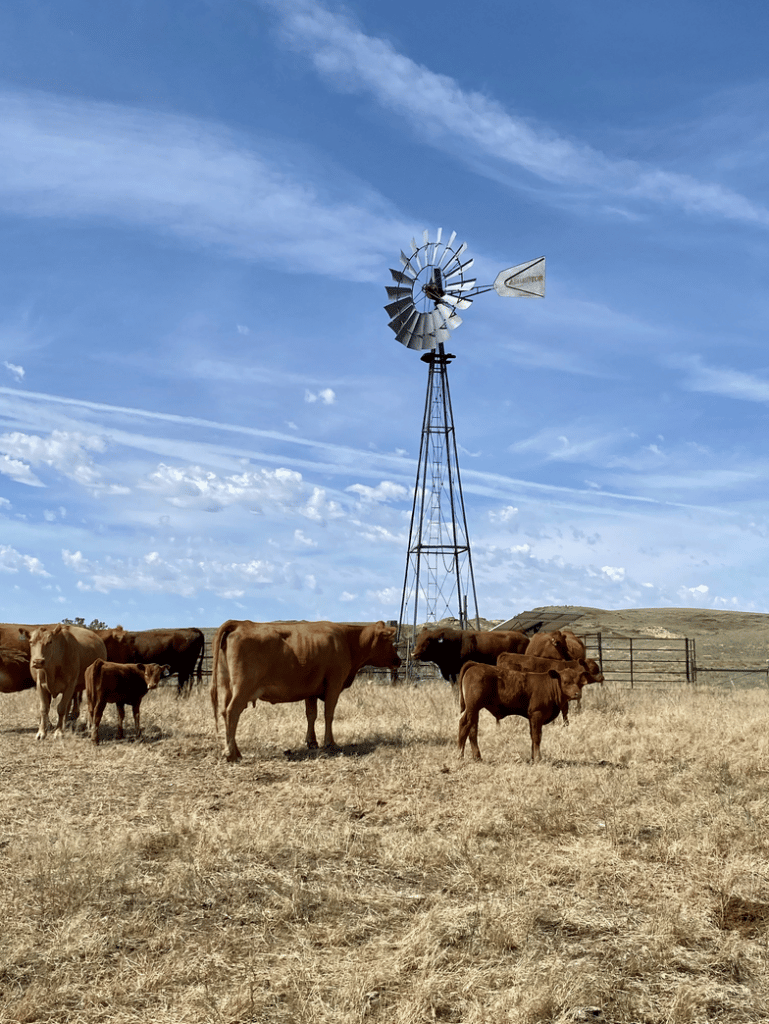 Selecting for improvement: Montana Meidingers look for opportunities to ...