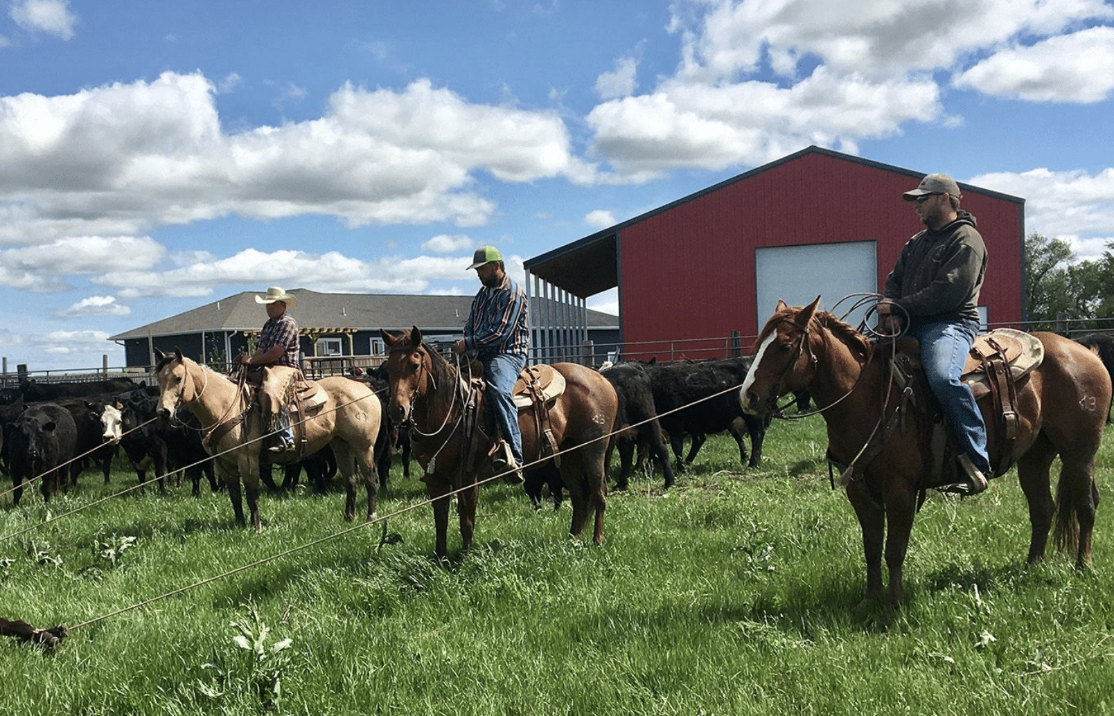 Stallion Showcase 2023: Krogman Quarter Horses is a one-stop shop ...