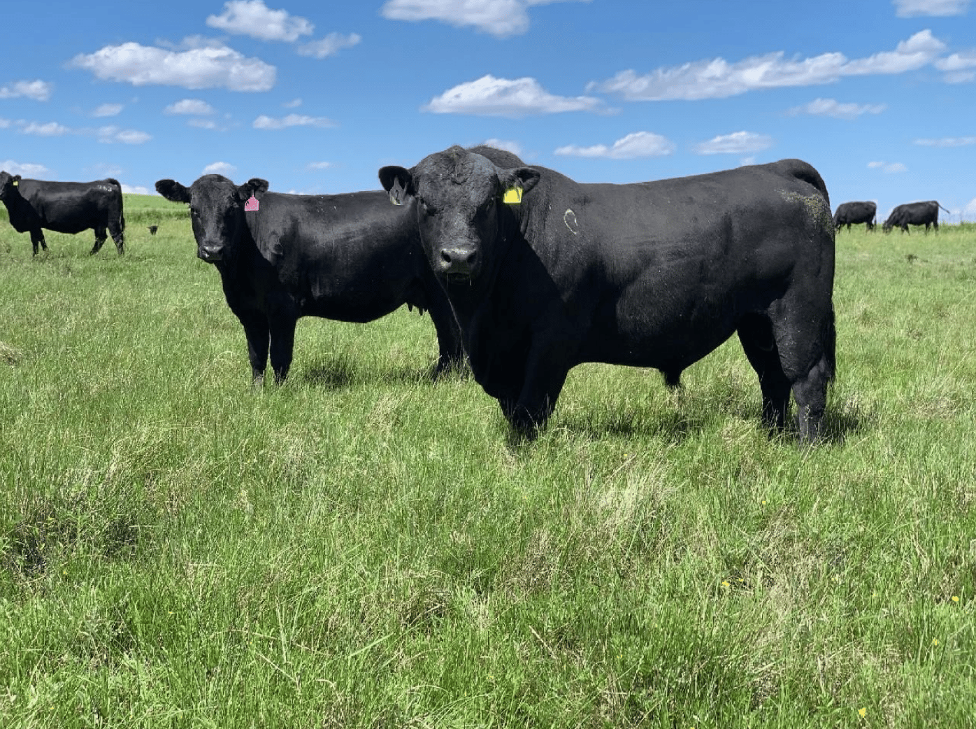 Cattle Journal 2023: Thiessen’s Regency Acres Angus, Montana | TSLN.com