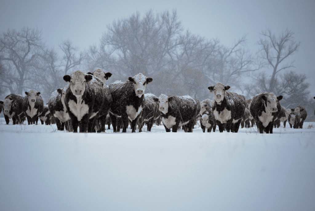 Cattle Journal 2023: Snowshoe Cattle Company, Herefords, Nebraska ...