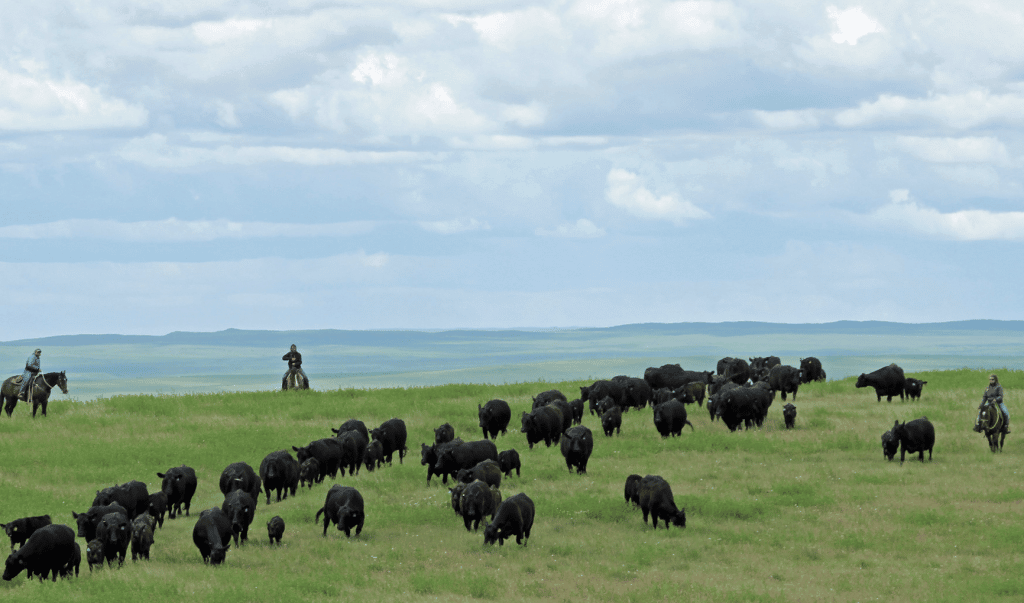 Cattle Journal 2023: Kukuchka Bar 69 Angus, South Dakota | TSLN.com