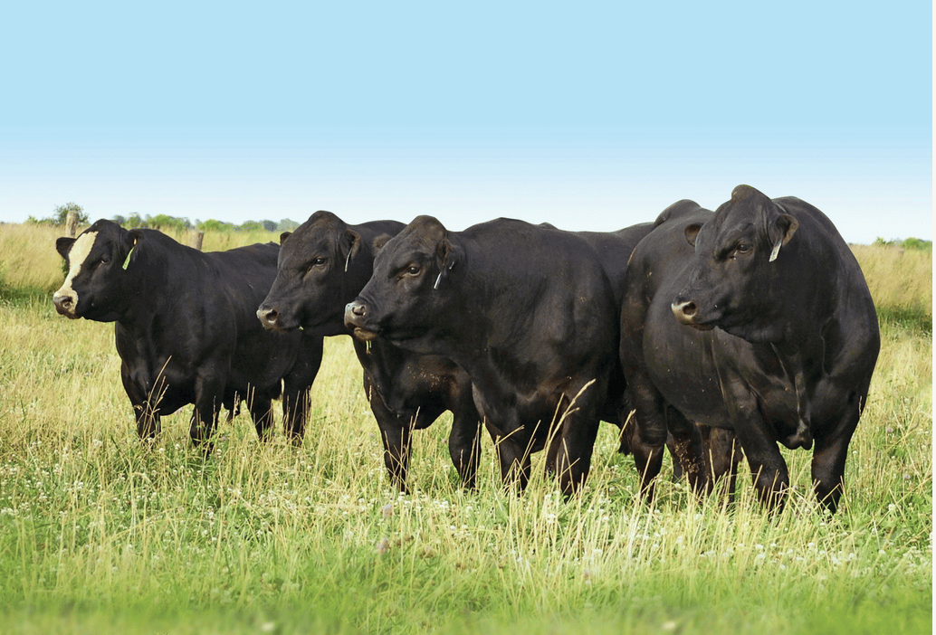 Cattle Journal 2023: Flying H Genetics–Angus, Gelbvieh, Simmental Composite, Nebraska/Missouri ...