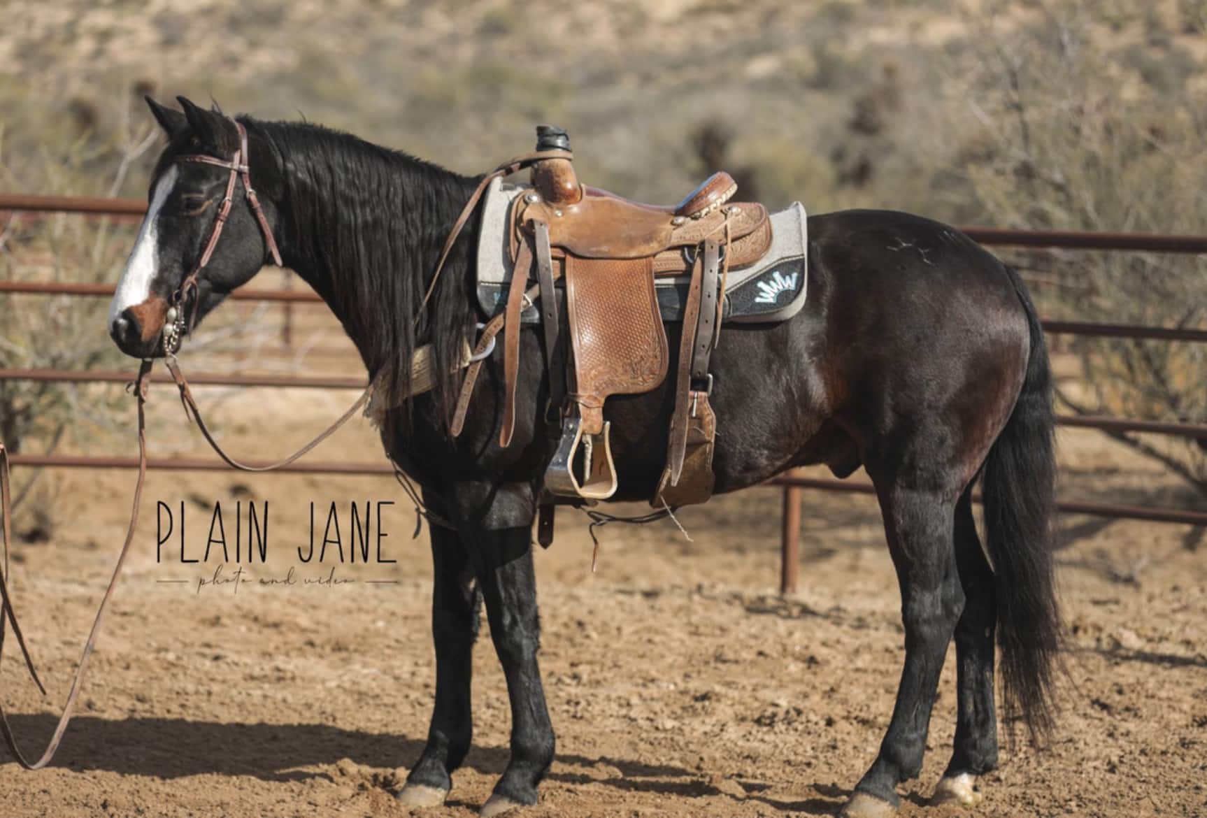 SLIM CHANCE: Slim Shady wins BHSS Ranch Rodeo Top Horse | TSLN.com