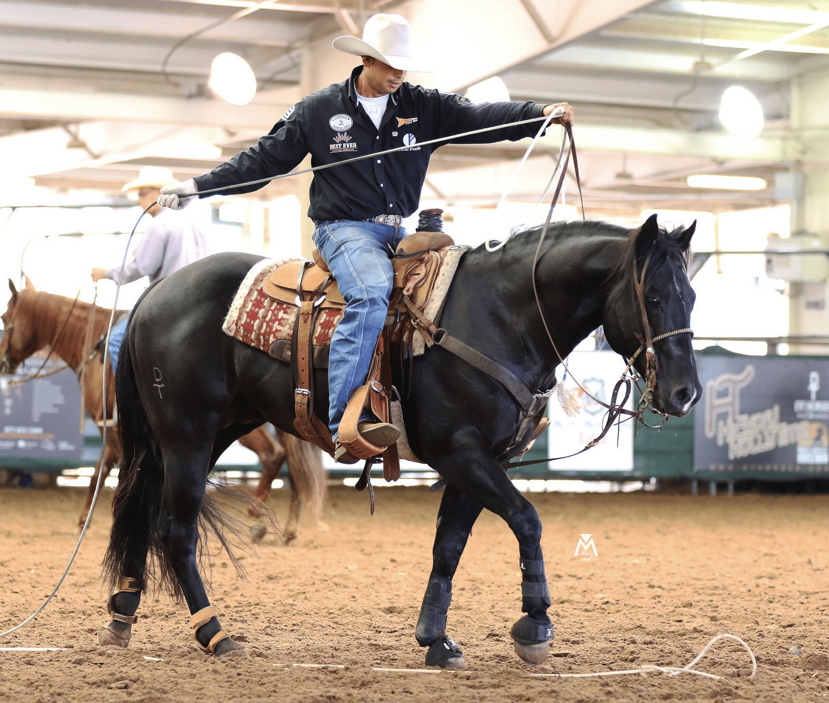 Stallion Showcase 2023: Not “just” a rope horse– Sellers Quarter Horses ...