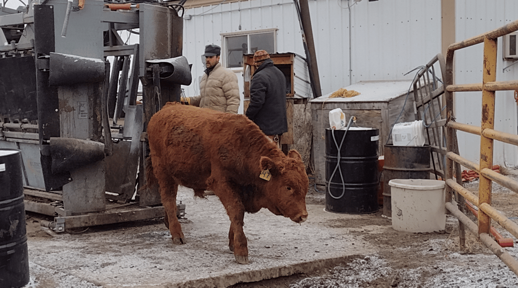 Cattle Journal 2023: BRD— A complicated battleground | TSLN.com