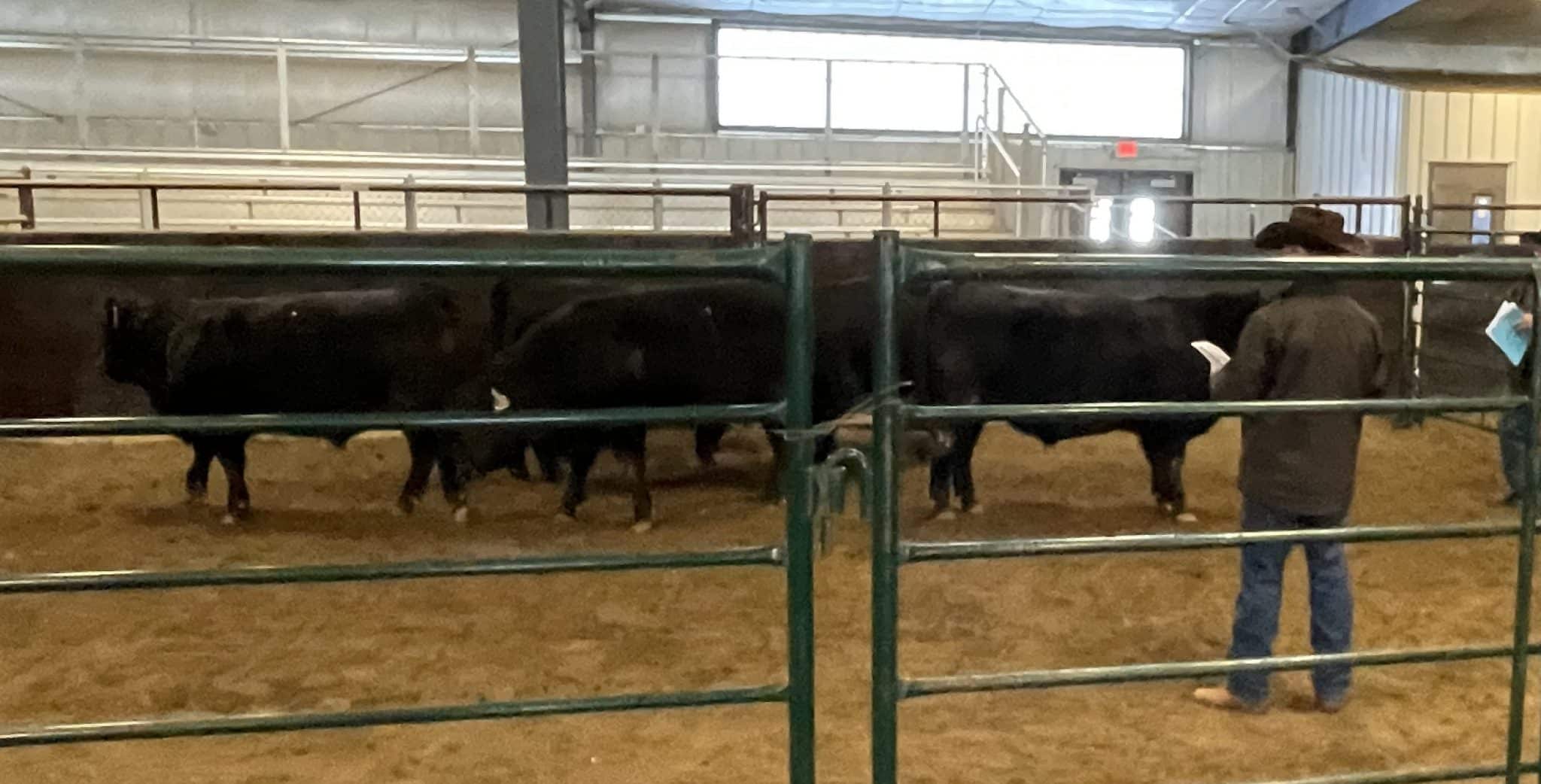 Flying M Angus | TSLN.com