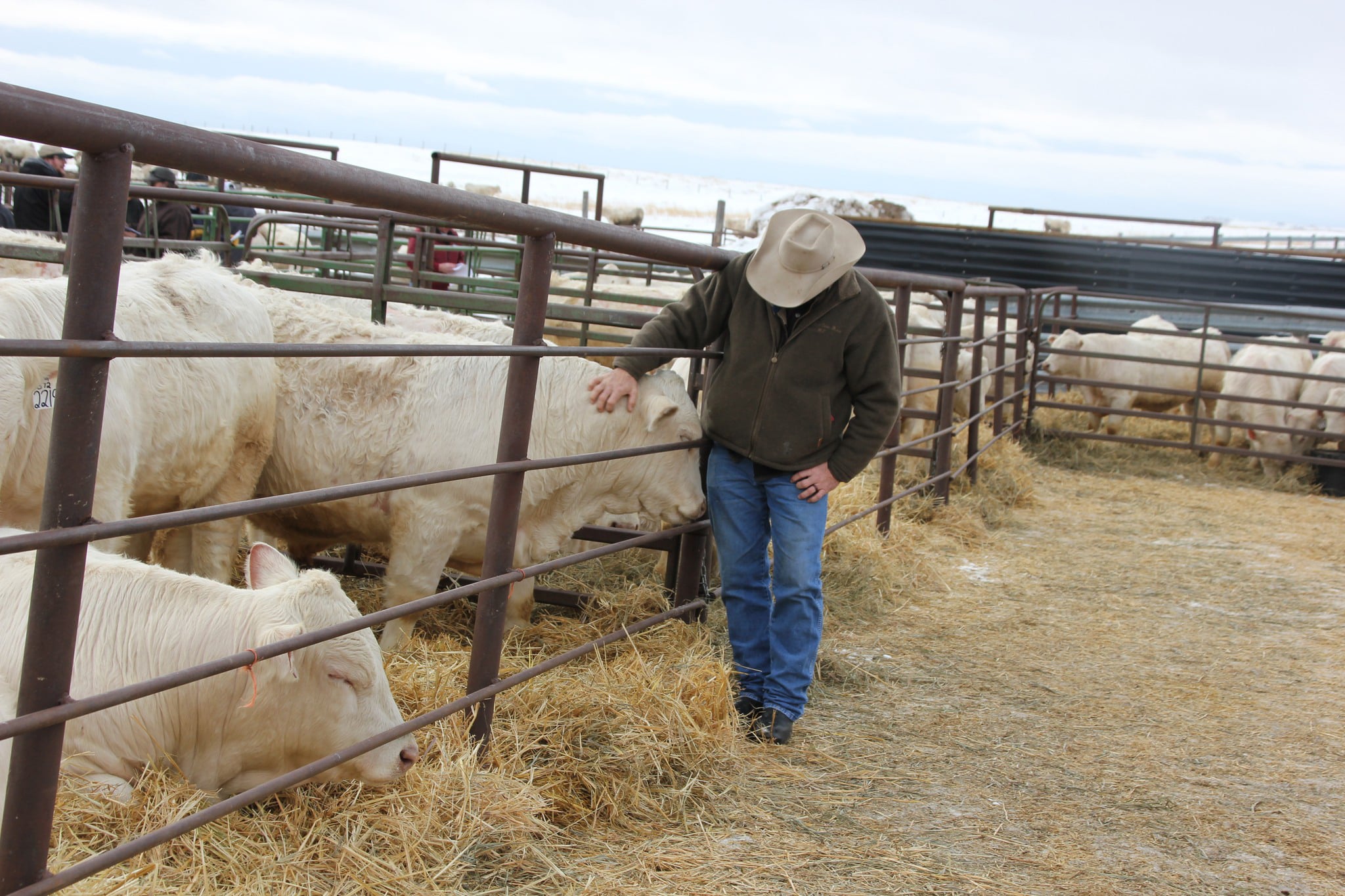 Soreide Charolais 40th Annual “Bull Power” Bull Sale | TSLN.com