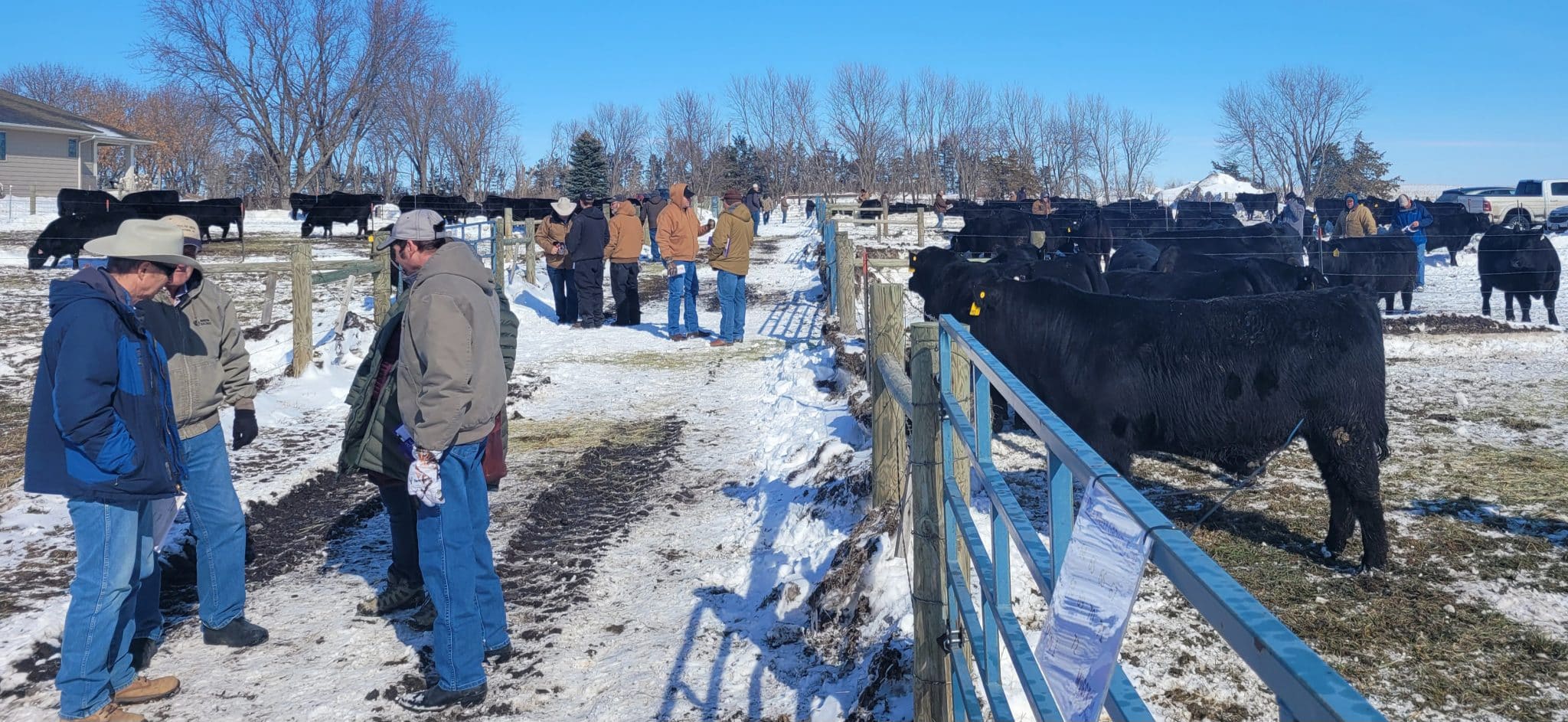 Mogck & Sons Angus | TSLN.com