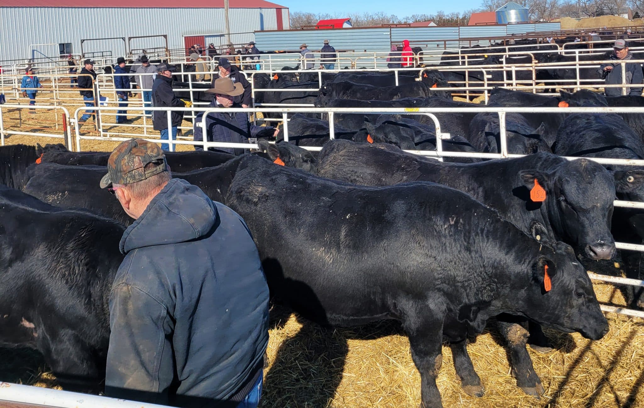 Koupals B&B Angus 46th Annual Bull Sale | TSLN.com