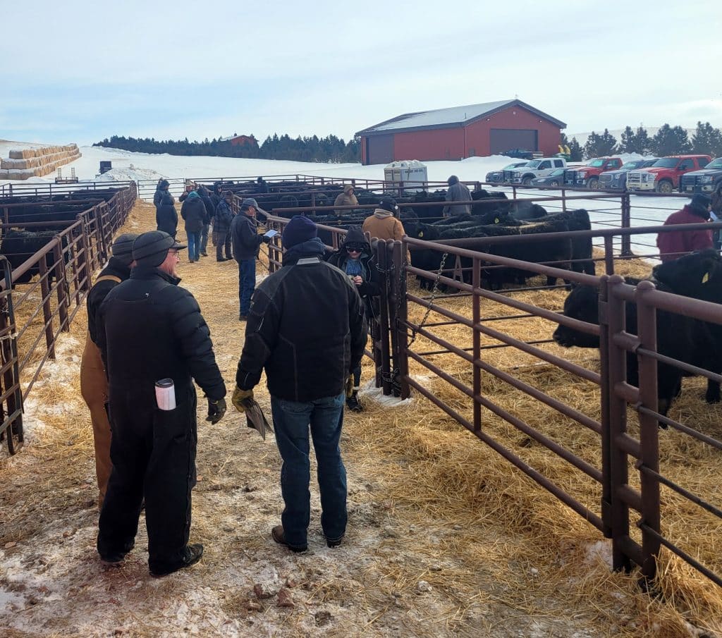 21 Angus Top Cut Bull Sale | TSLN.com