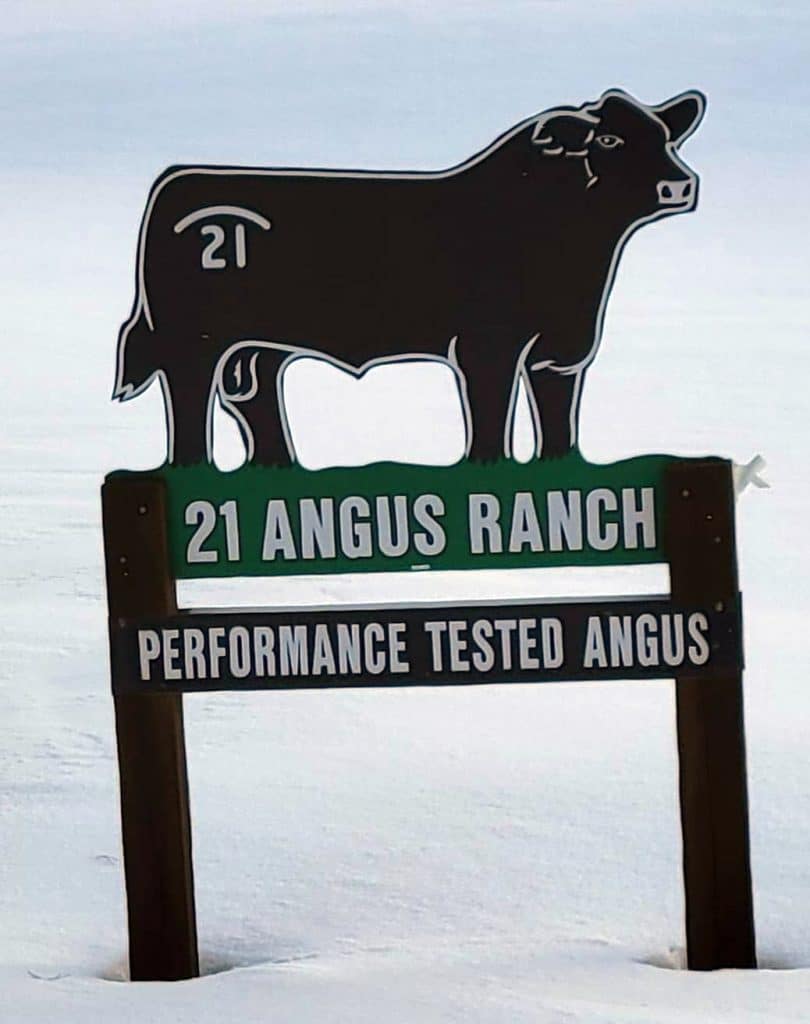 21 Angus Top Cut Bull Sale | TSLN.com