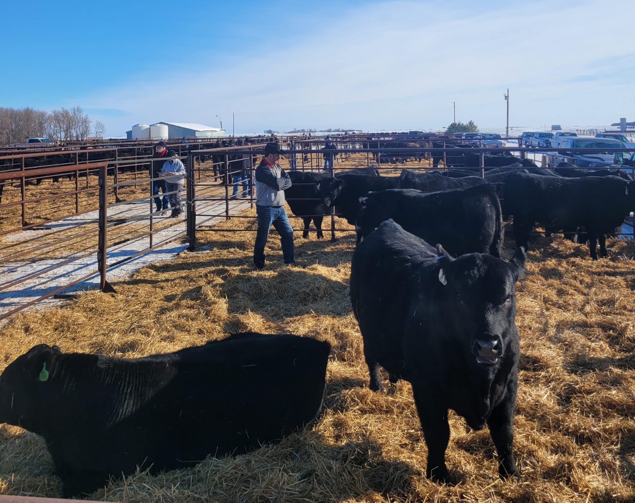 Edgar Bros. Angus Sale Report | TSLN.com